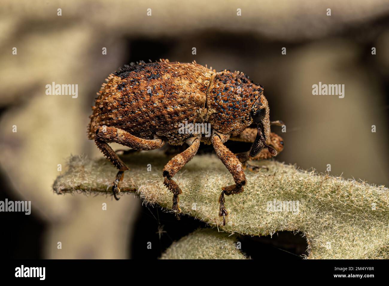 Adult True Weevil of the Family Curculionidae Stock Photo - Alamy