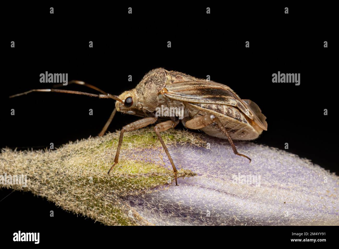 Small Adult Plant Bug of the Tribe Mirini Stock Photo - Alamy