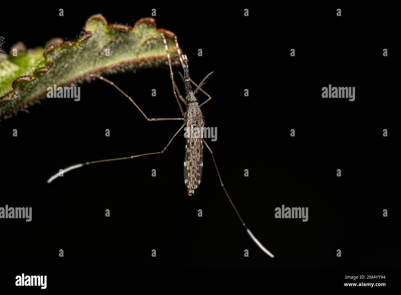 Adult Malaria Mosquito of the Genus Anopheles Stock Photo - Alamy