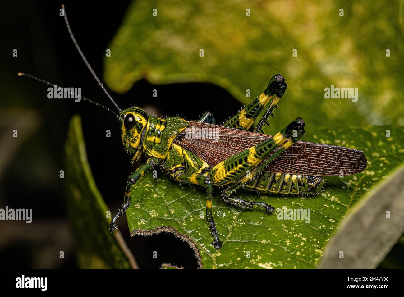 Adult Soldier Grasshopper of the species Chromacris speciosa Stock ...