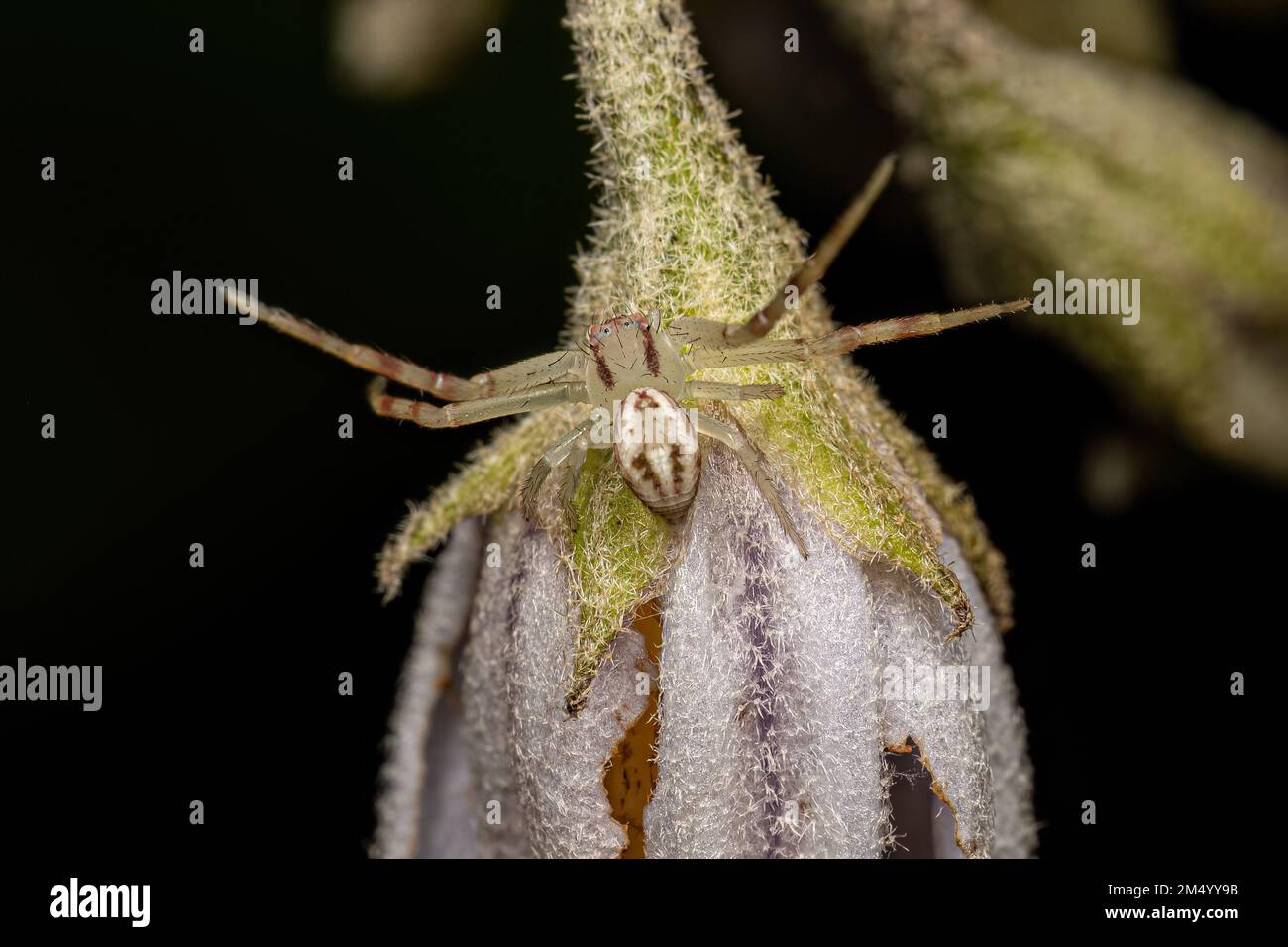 Small Female Crab Spider of the Genus Misumenops Stock Photo - Alamy