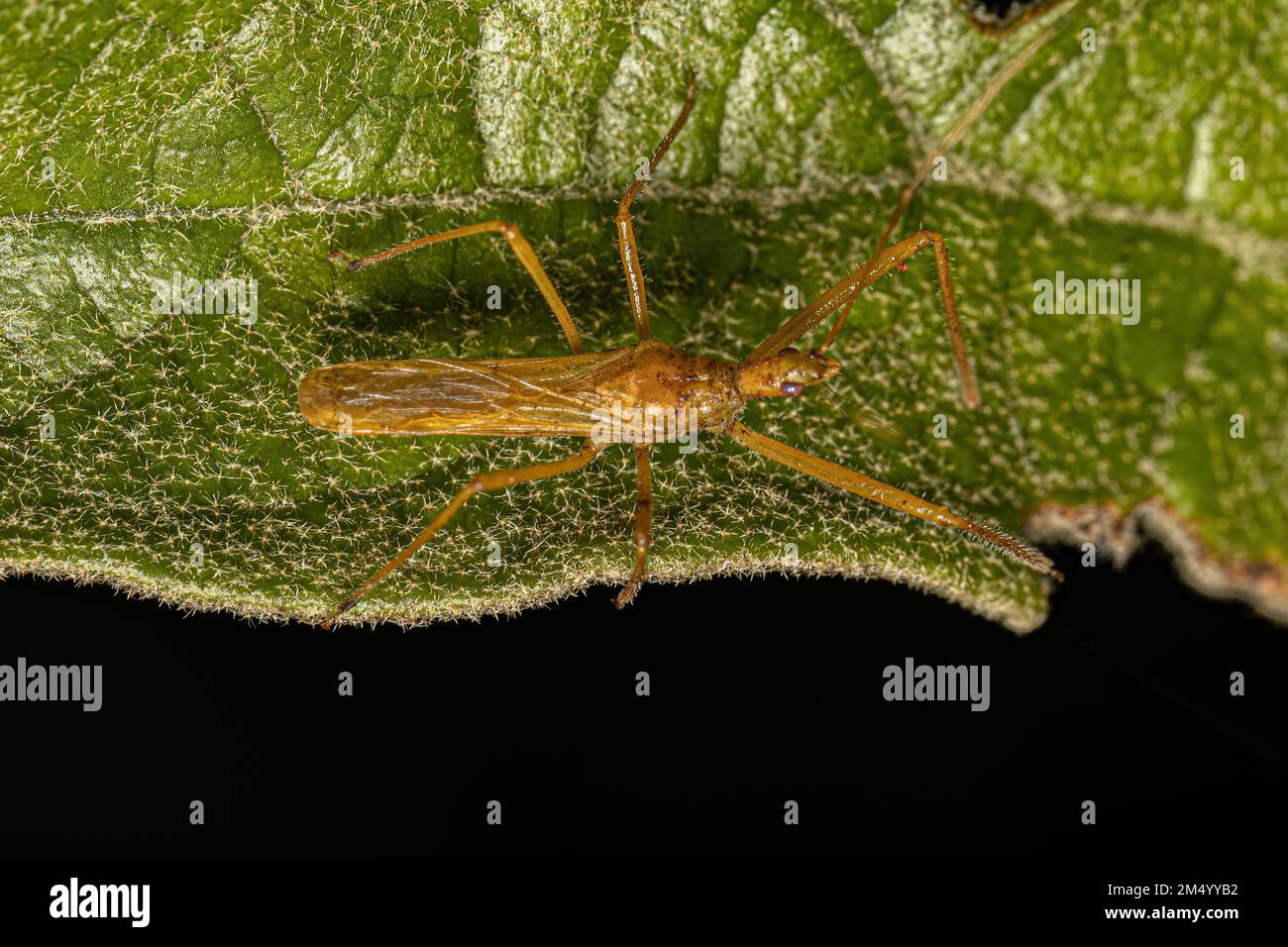 Adult Assassin Bug of the tribe harpactorini Stock Photo - Alamy