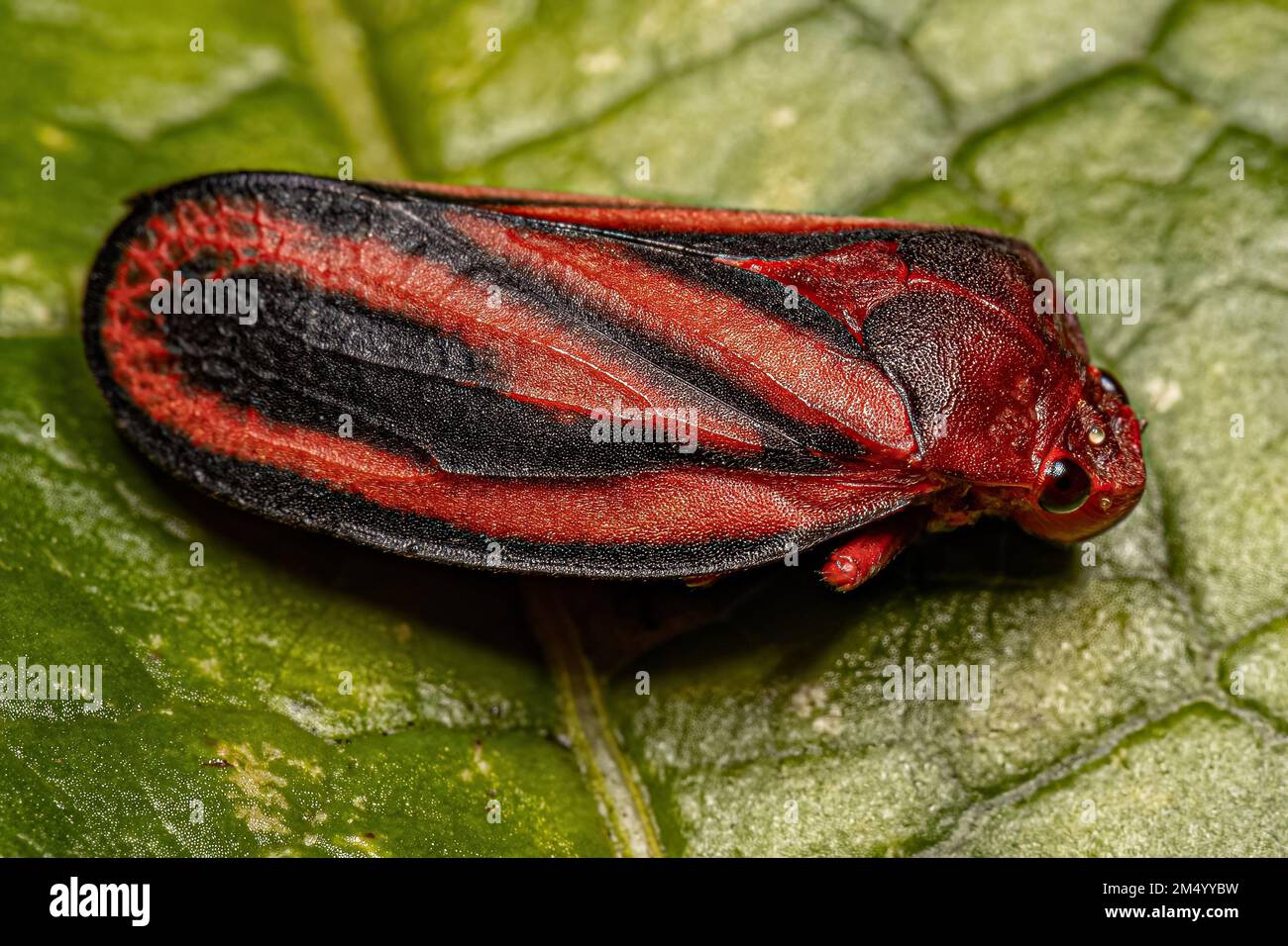 Adult Froghopper Insect of the Family Cercopidae Stock Photo - Alamy