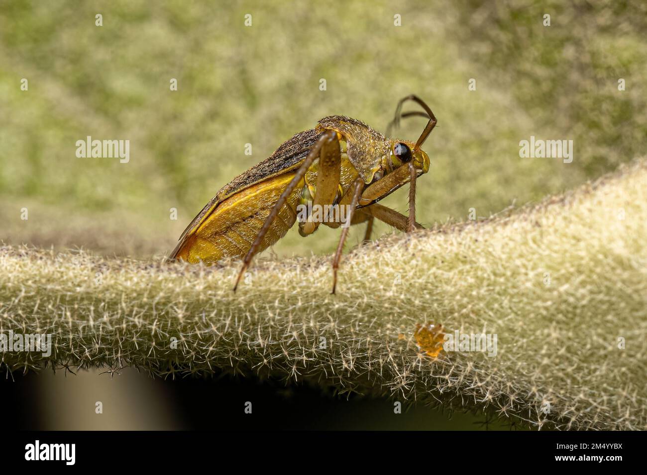 Small Adult Plant Bug of the Tribe Mirini Stock Photo - Alamy