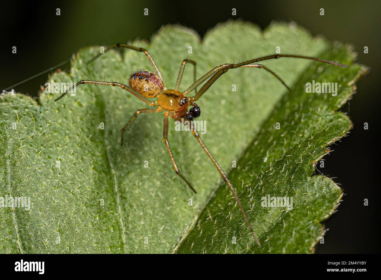 Small Male Cobweb Spider of the Family Theridiidae Stock Photo - Alamy