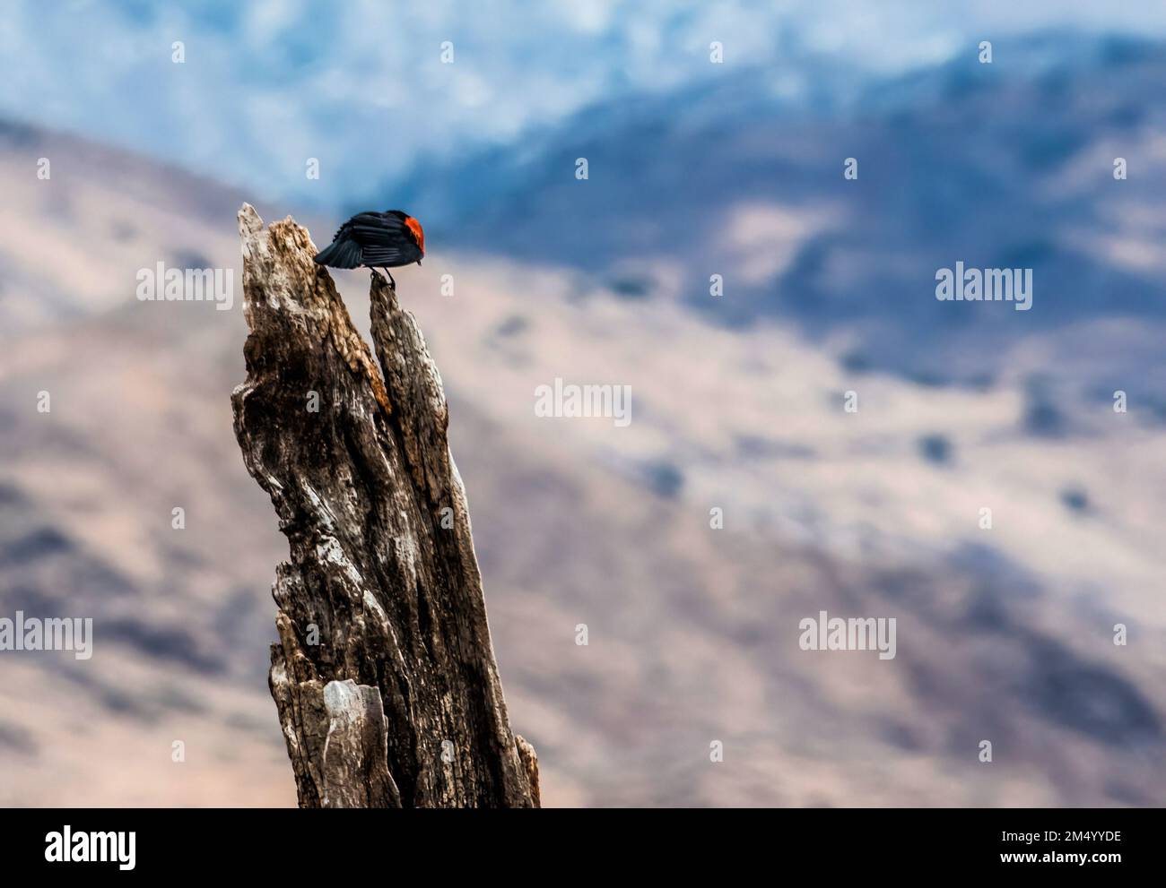 a small bird at the tip of a tree branch Stock Photo - Alamy