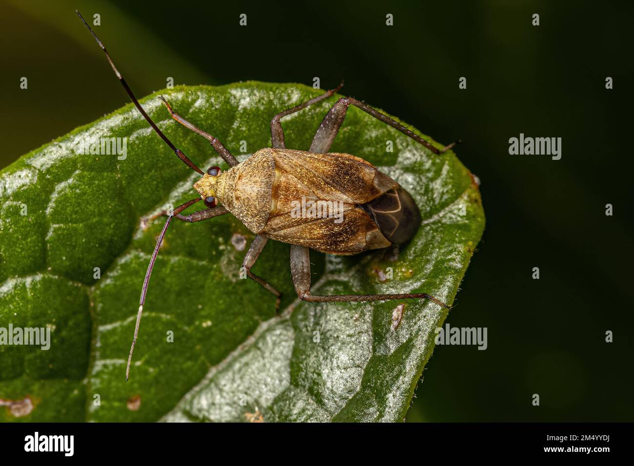 Small Adult Plant Bug of the Tribe Mirini Stock Photo - Alamy