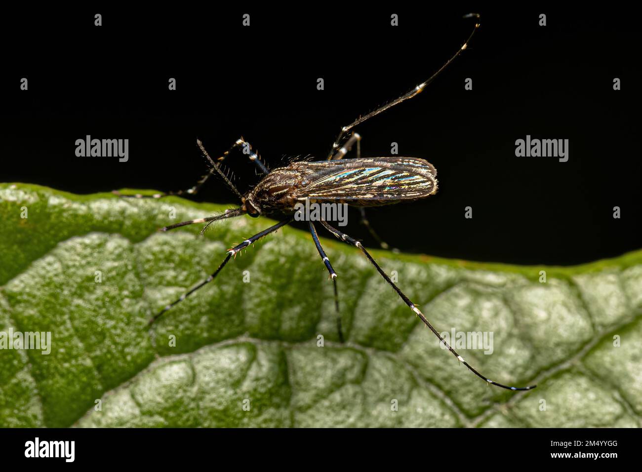 Adult Female Culicine Mosquito Insect of the Subgenus Rhynchotaenia ...
