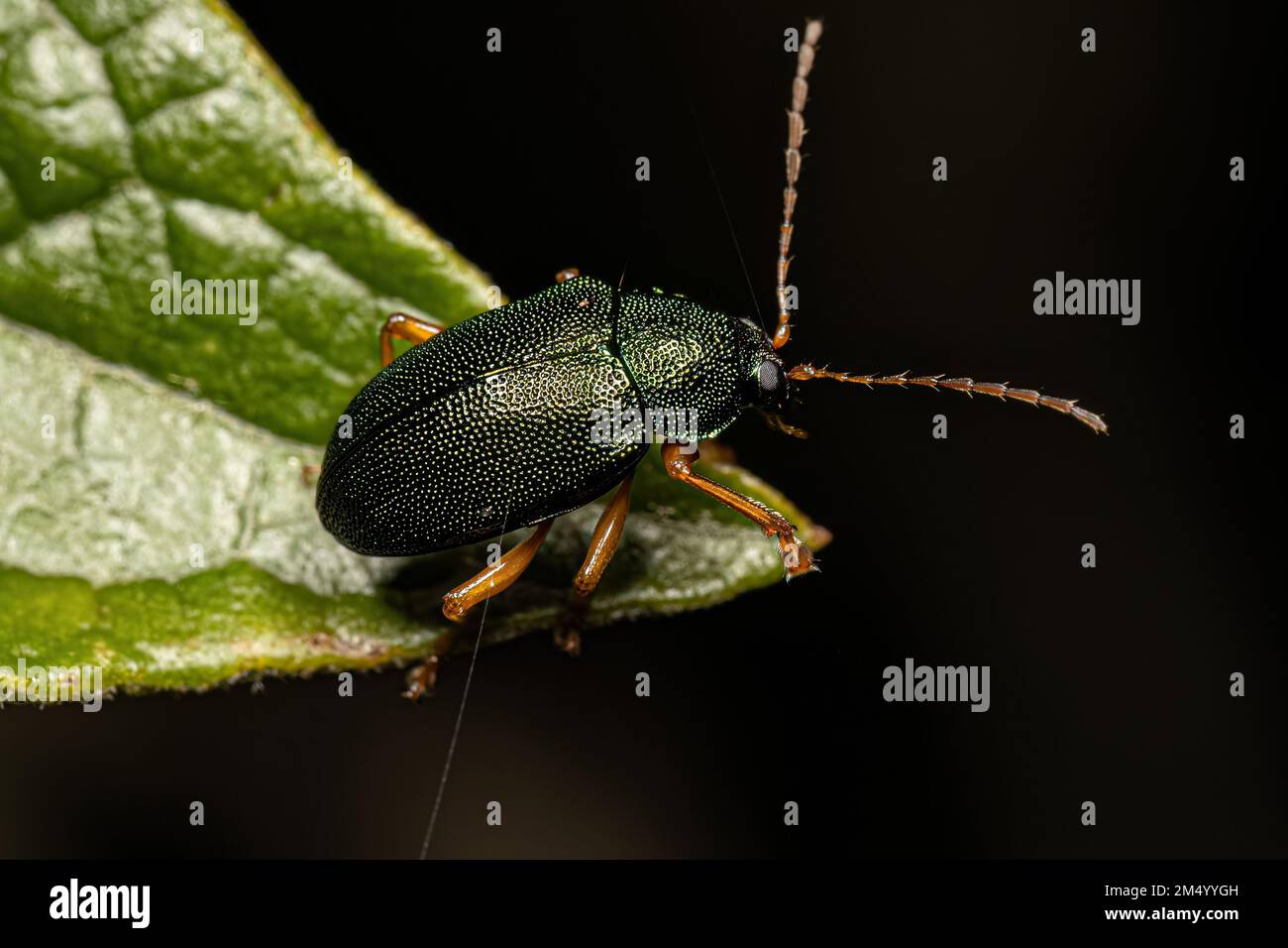 Adult Leaf Beetle of the Subfamily Eumolpinae Stock Photo - Alamy