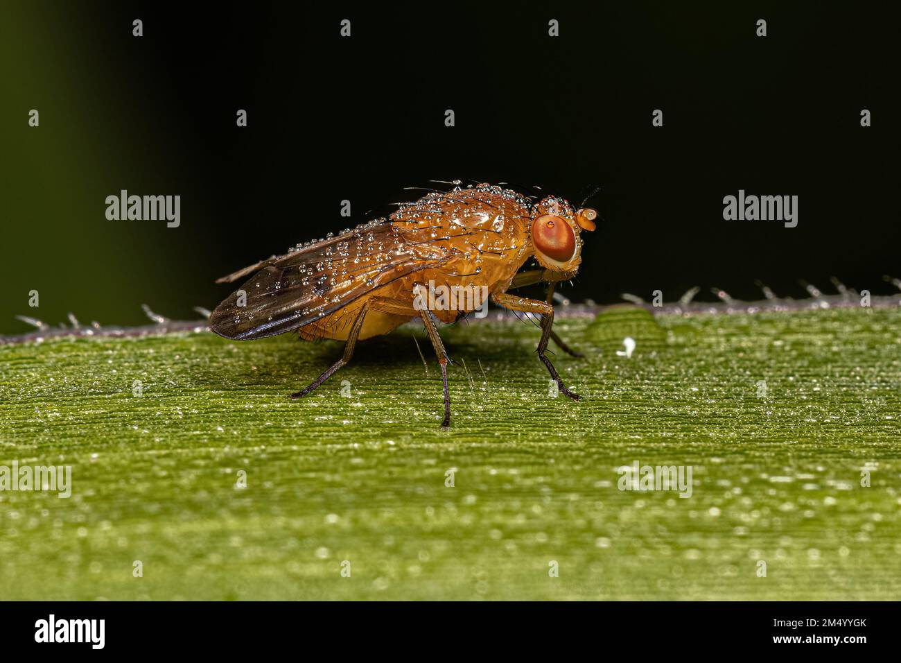Adult Acalyptrate Fly of the Zoosubsection Acalyptratae Stock Photo - Alamy