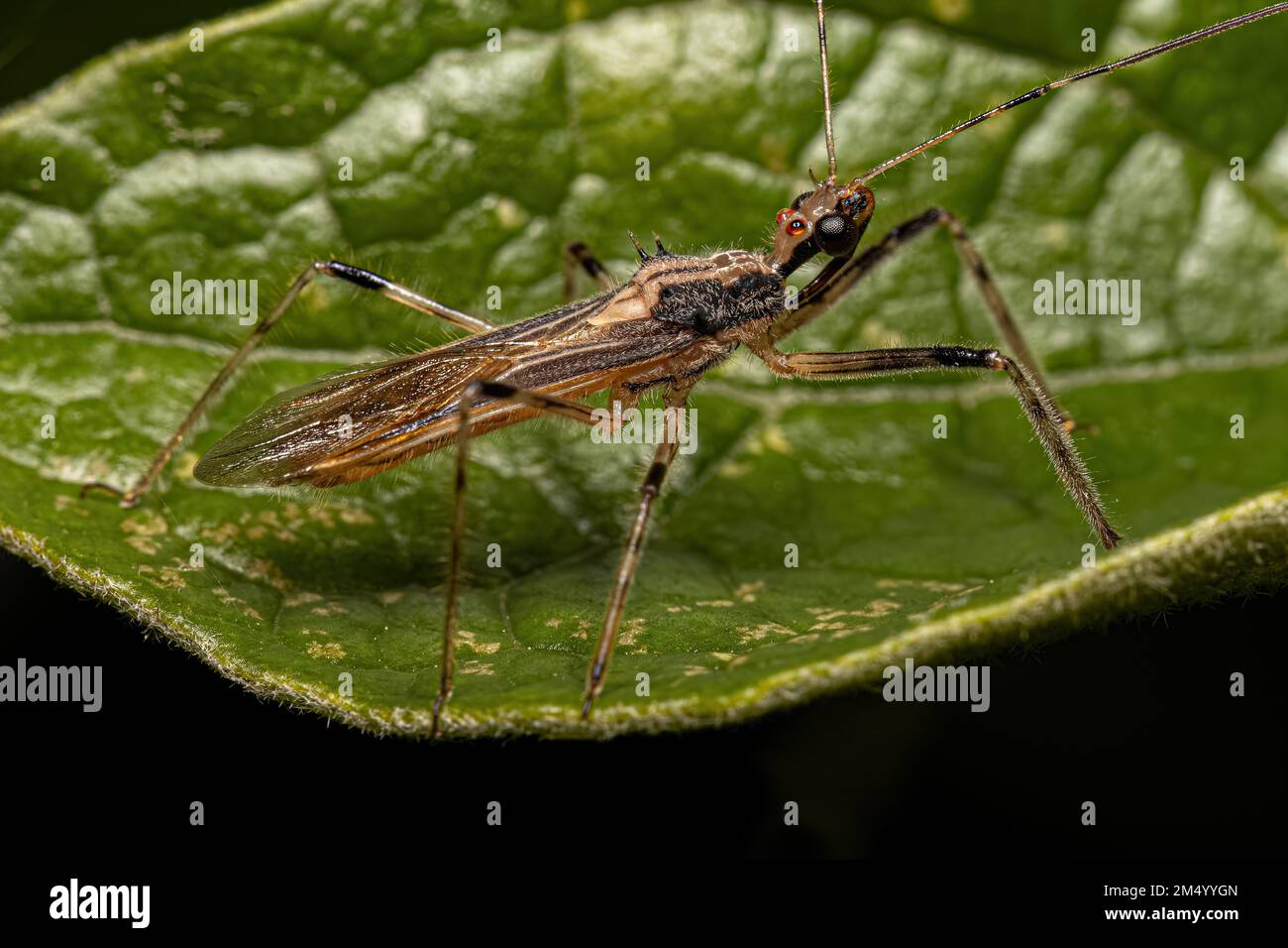 Adult Assassin Bug of the Genus Repipta Stock Photo - Alamy