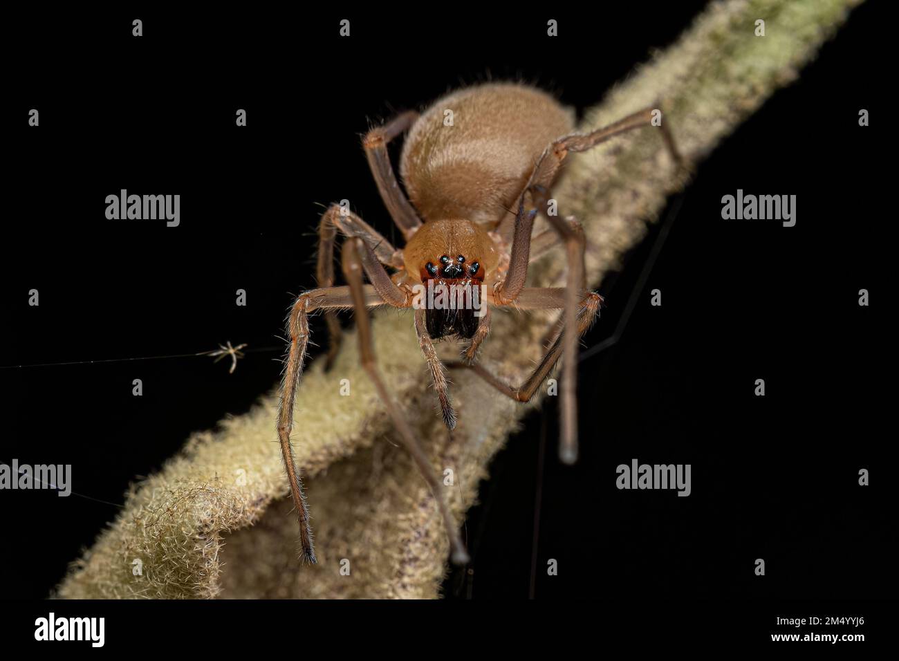 Adult Female Long legged Sac Spider of the Genus Cheiracanthium Stock ...