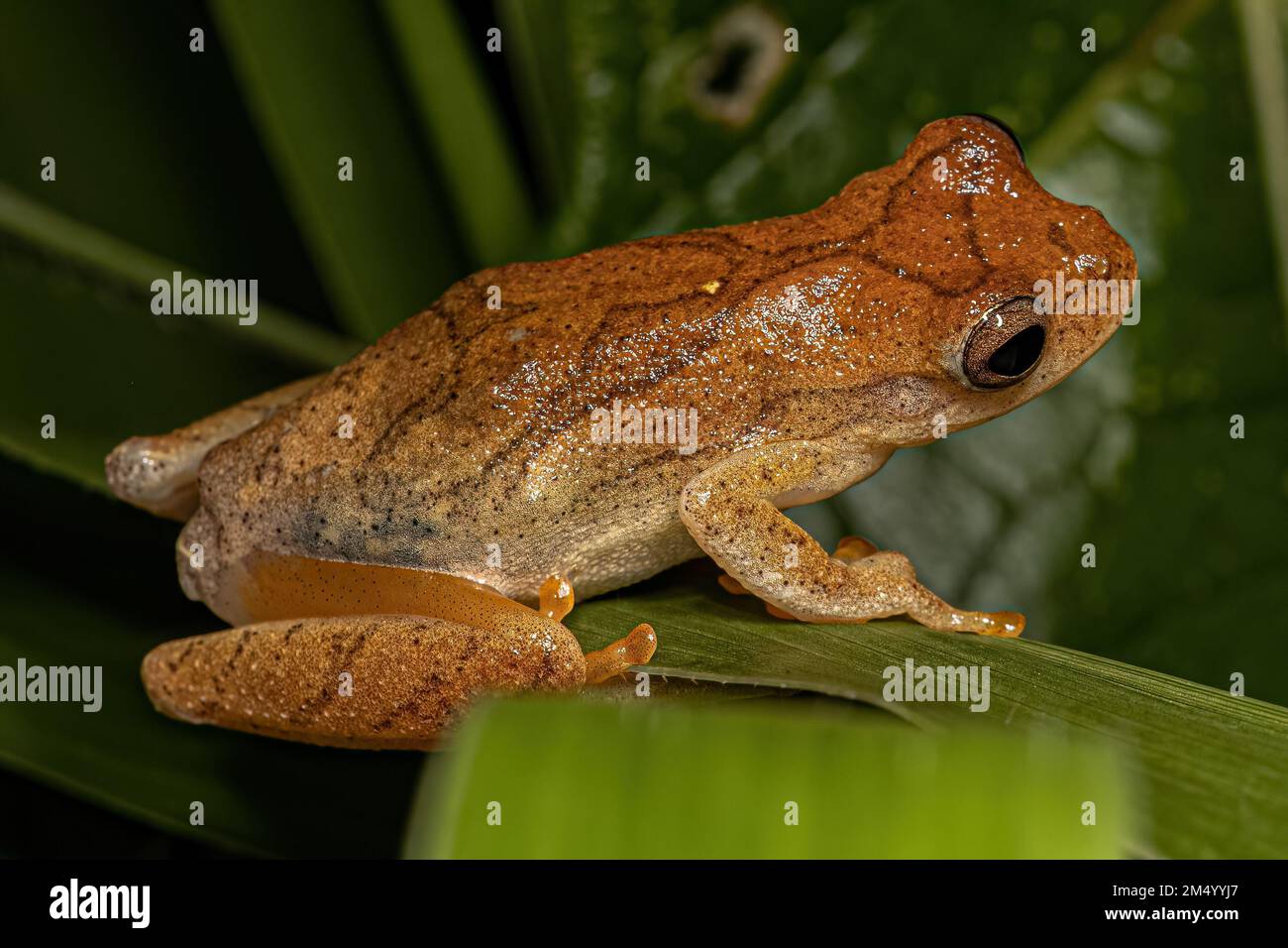 Small Tree Frog of the Genus Dendropsophus Stock Photo - Alamy
