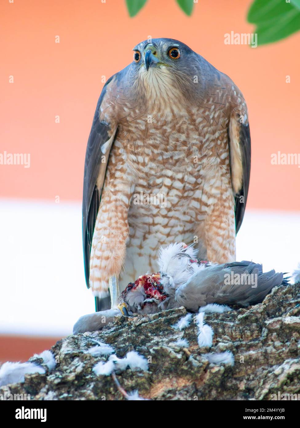 A sharp-shinned hawk (Accipiter striatus) with a pigeon prey Stock ...