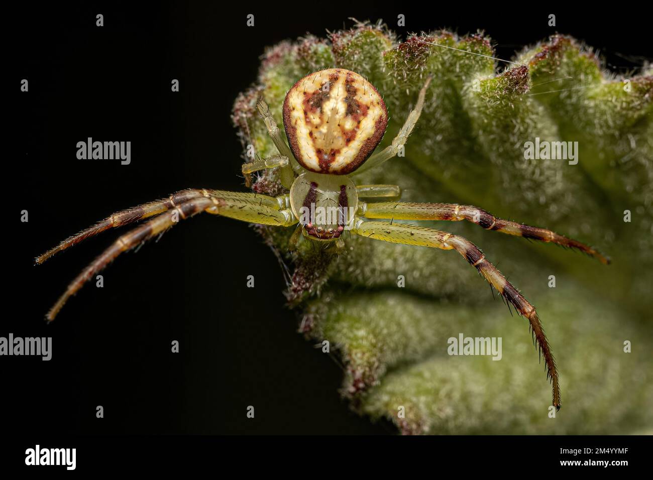 Small Female Crab Spider of the Genus Misumenops Stock Photo - Alamy