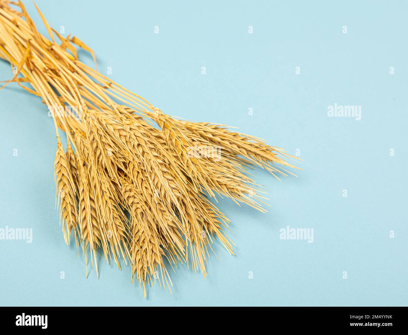 Wheat ears and rye on a blue pastel paper background. Top view, flat ...