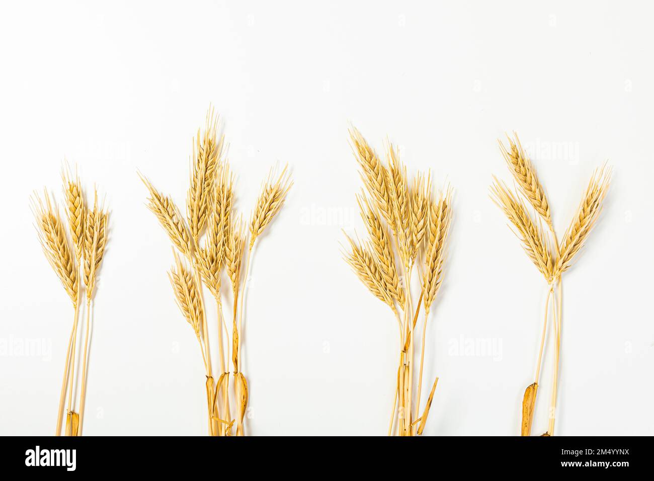 Seeds of ripe wheat on a white background. A whole crop of wheat germ ...