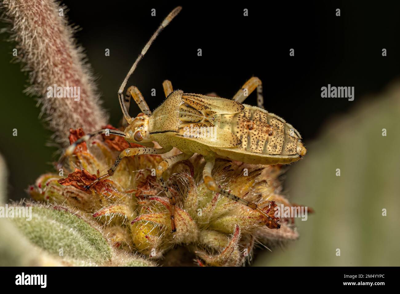 Leaf footed Bug Nymph of the Species Hypselonotus fulvus Stock Photo ...