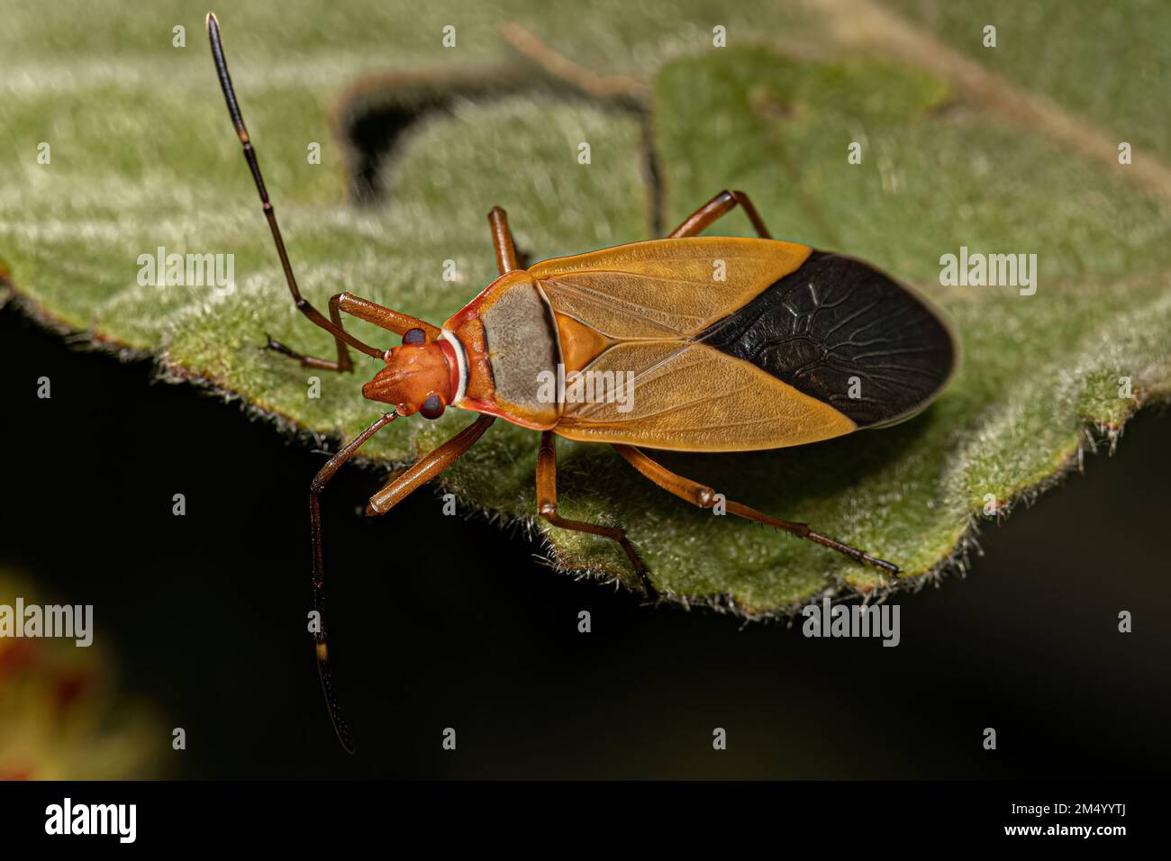 Cotton stainer hi-res stock photography and images - Alamy