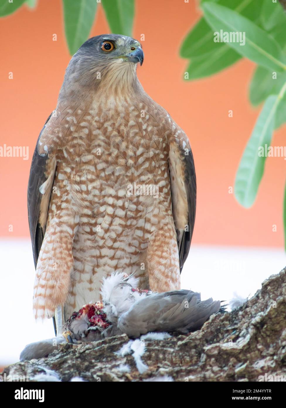 A sharp-shinned hawk (Accipiter striatus) with a pigeon prey Stock ...