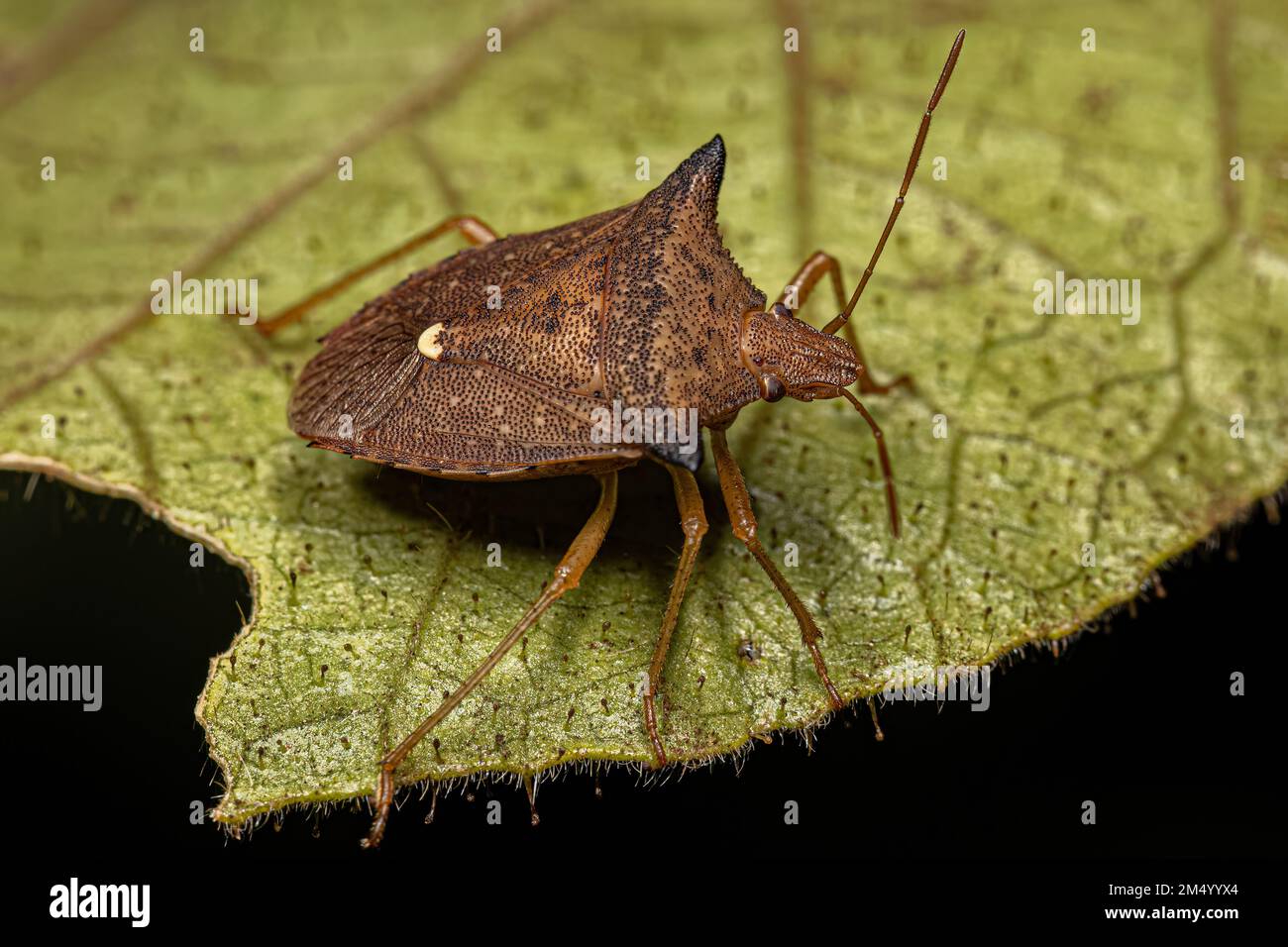 Adult Stink bug of the species Euschistus heros Stock Photo - Alamy