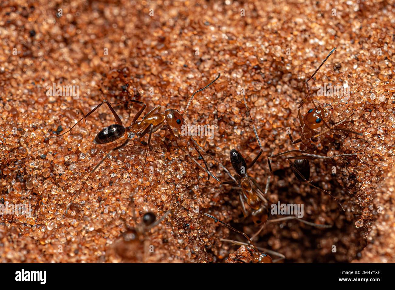 Adult Pyramid Ants of the Genus Dorymyrmex Stock Photo - Alamy
