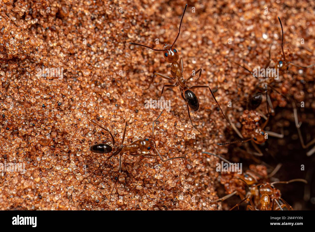 Adult Pyramid Ants of the Genus Dorymyrmex Stock Photo - Alamy