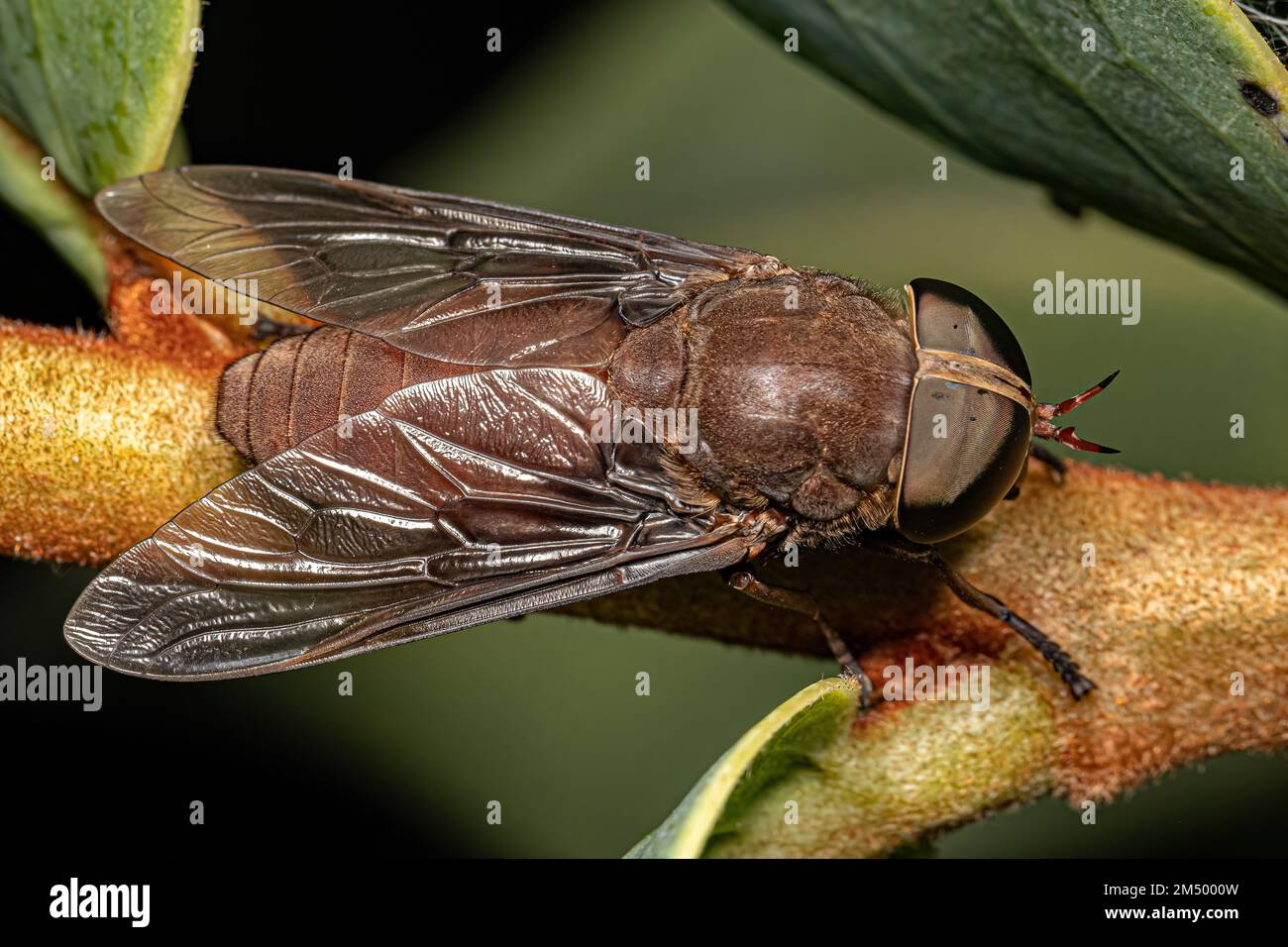 Adult Horse Fly Insect of the Subfamily Tabaninae Stock Photo - Alamy