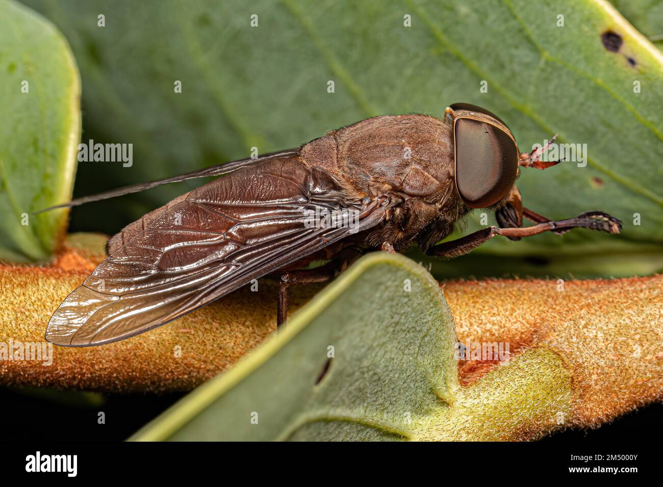 Adult horseflies hi-res stock photography and images - Alamy