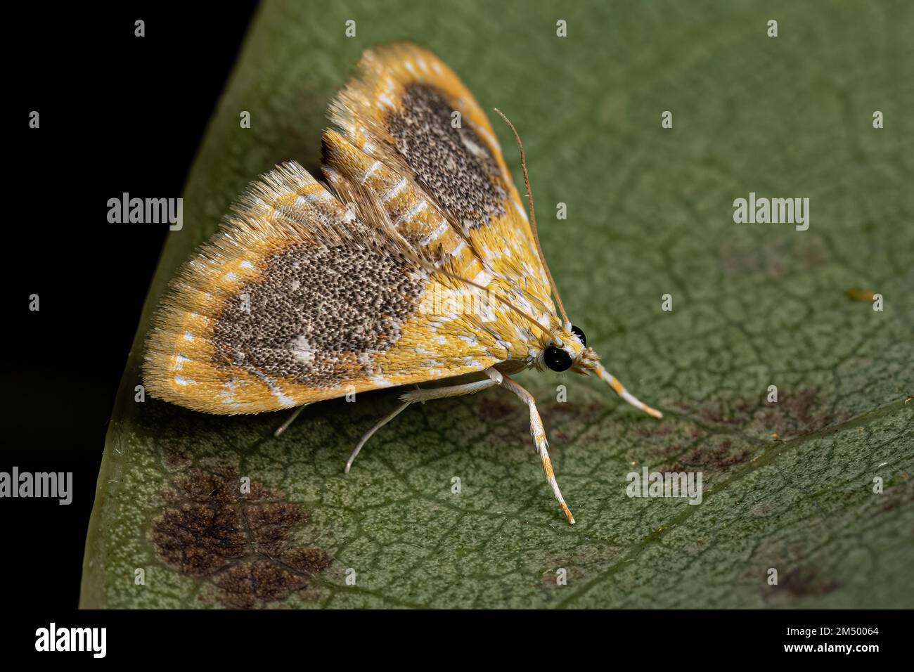 Adult Crambid Moth of the Family Crambidae Stock Photo - Alamy
