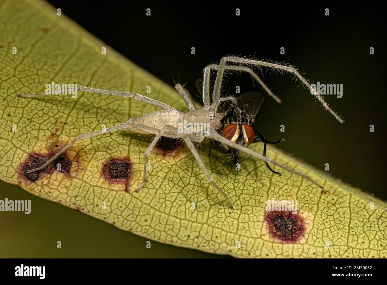 Small Female Ghost Spider of the Family Anyphaenidae preying on a fly ...