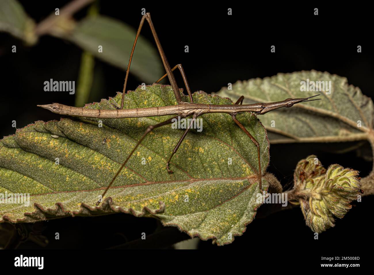 Neotropical Stick Grasshopper of the Family Proscopiidae Stock Photo ...
