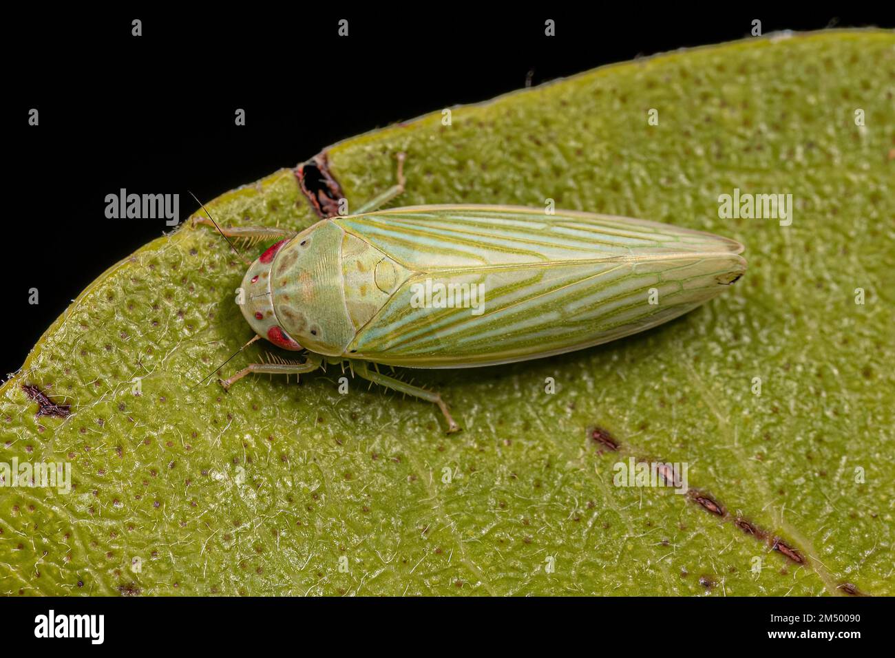 Red hoppe hi-res stock photography and images - Alamy
