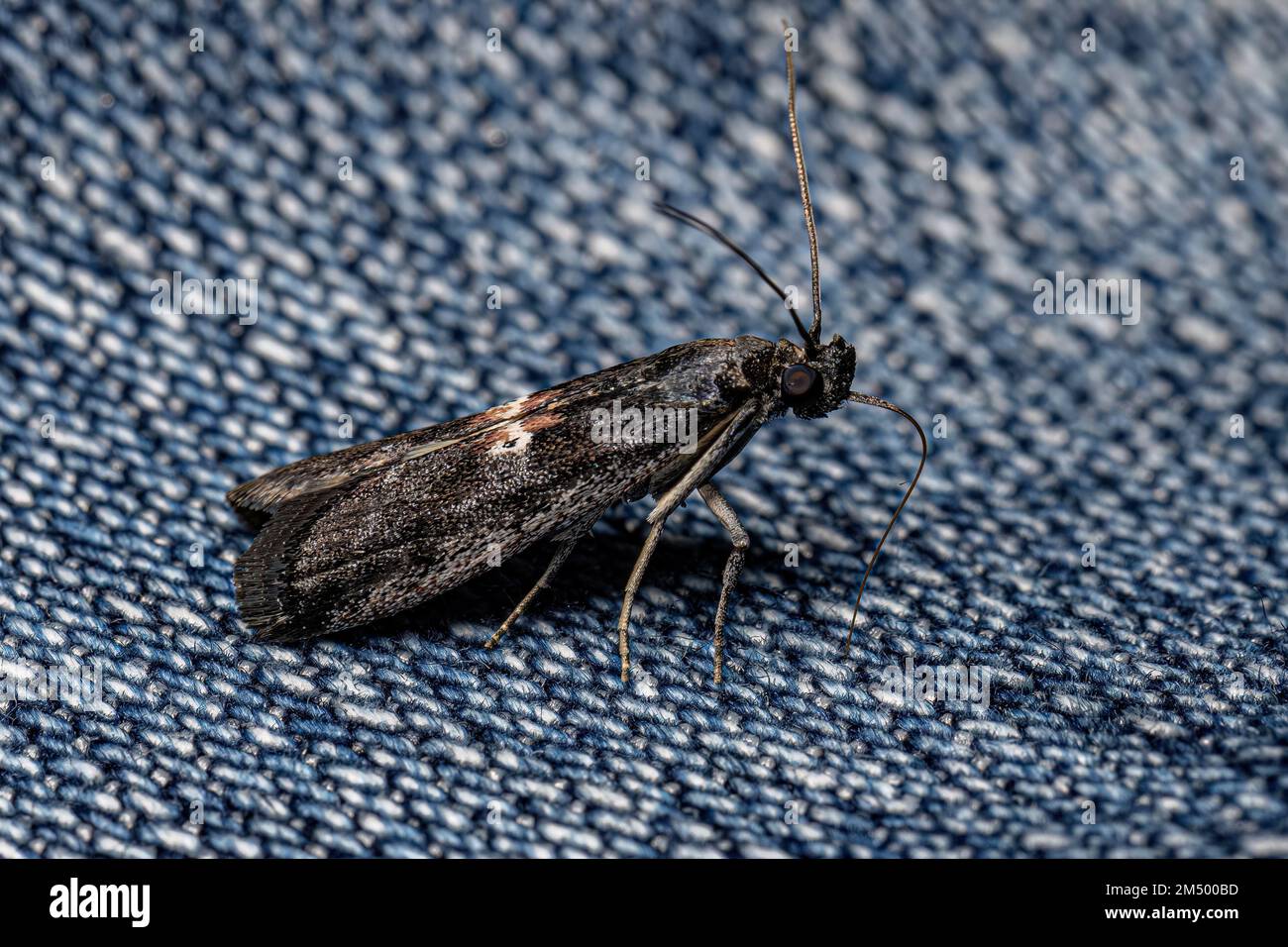 Adult Pyralid Snout Moth of the Family Pyralidae Stock Photo - Alamy