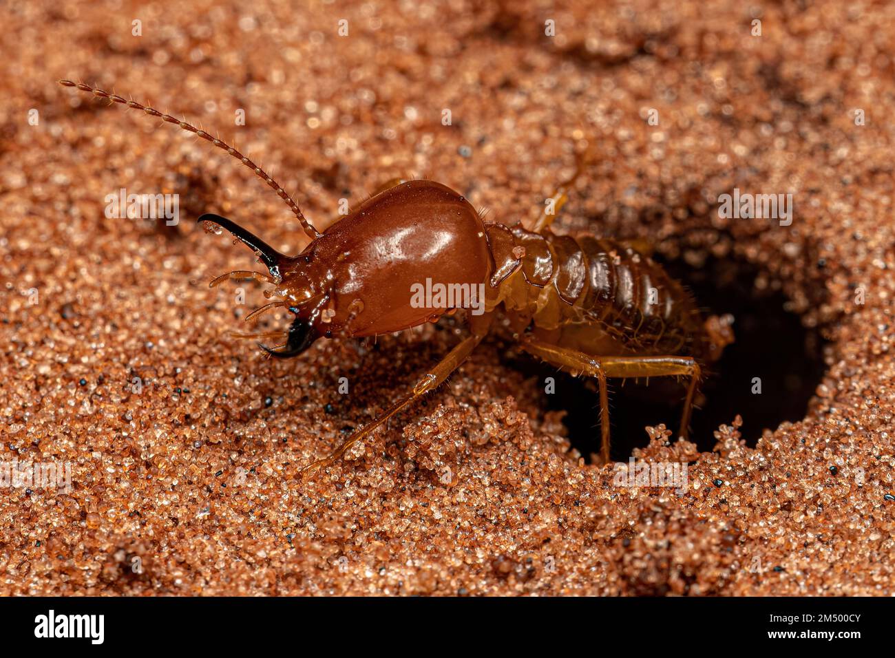 Adult Jawsnouted Termite of the species Syntermes molestus Stock Photo ...