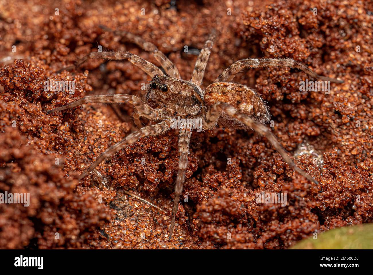 Small Wolf Spider of the Family Lycosidae Stock Photo - Alamy