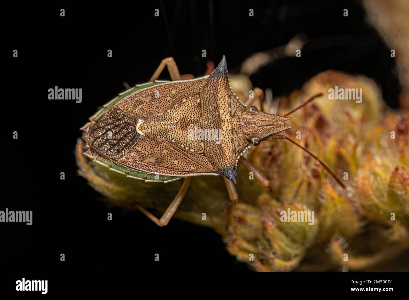 adult Green belly bug of the species Diceraeus melacanthus Stock Photo ...