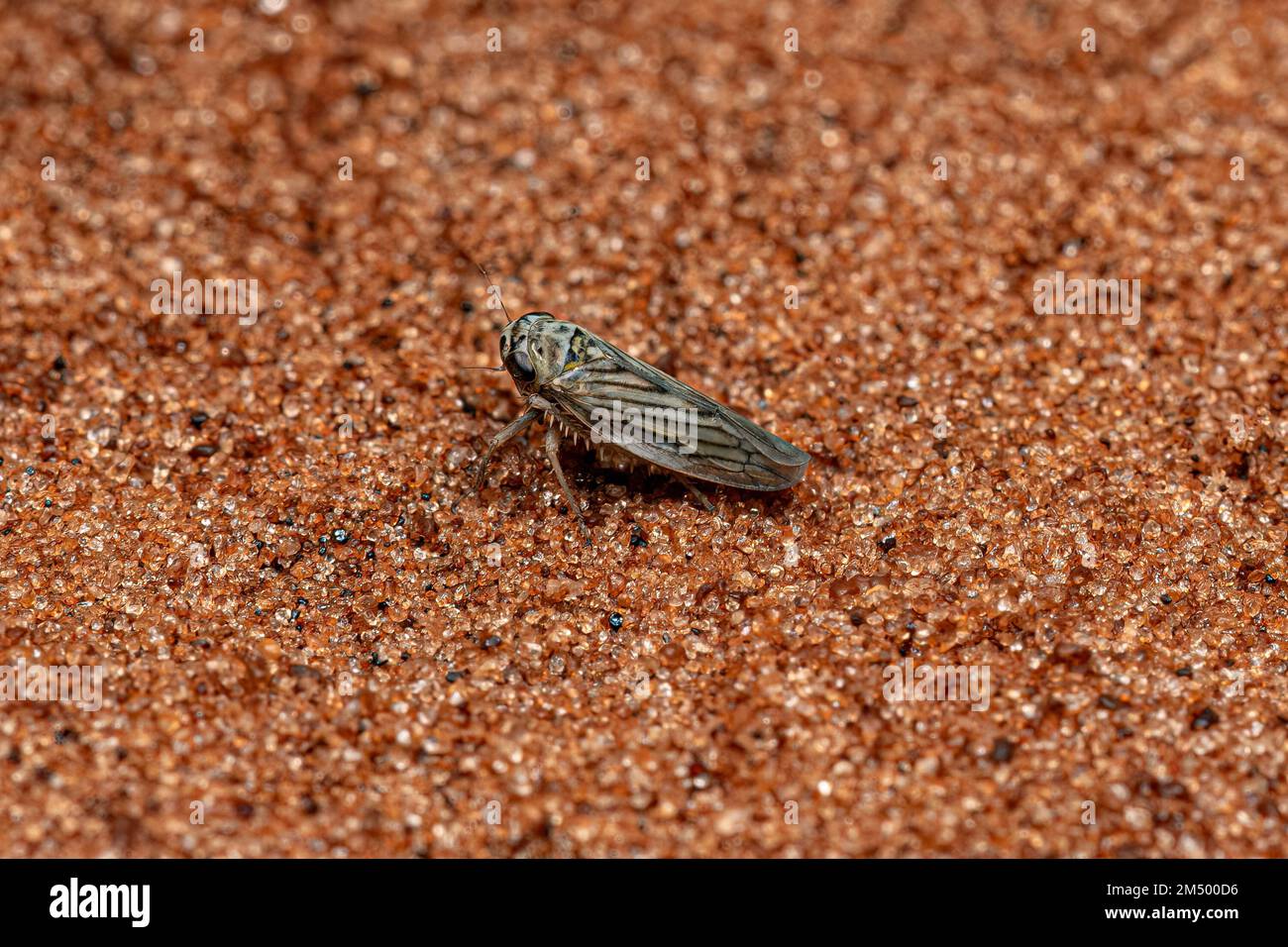 Adult Sharpshooter Insect of the Family Cicadellidae Stock Photo - Alamy