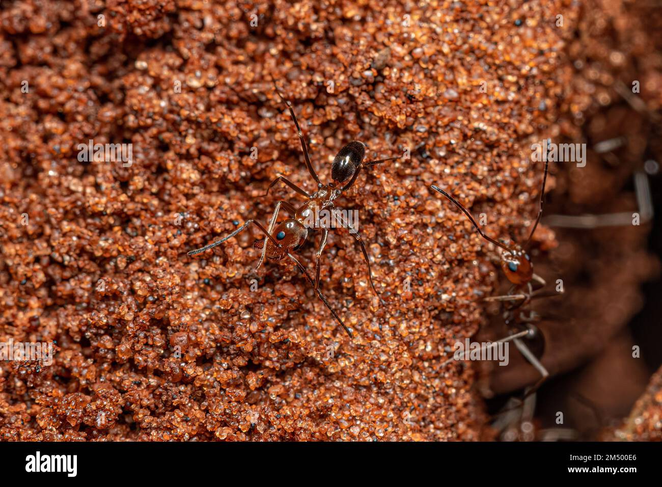 Adult Pyramid Ants of the Genus Dorymyrmex Stock Photo - Alamy