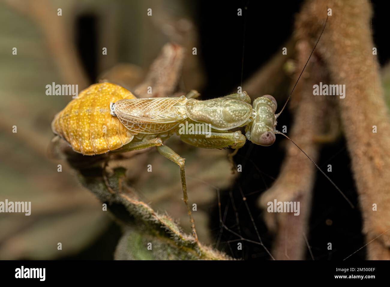 Adult female mantis hi-res stock photography and images - Alamy