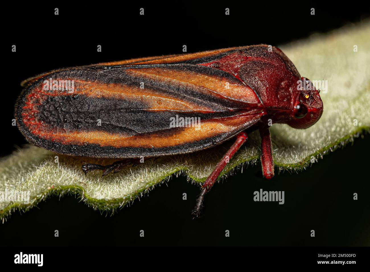 Adult Froghopper Insect of the Family Cercopidae Stock Photo - Alamy