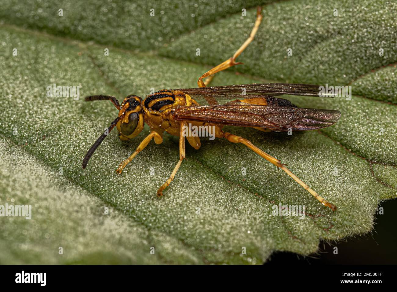 Adult Gregarious Paper Wasp of the species Agelaia pallipes Stock Photo ...
