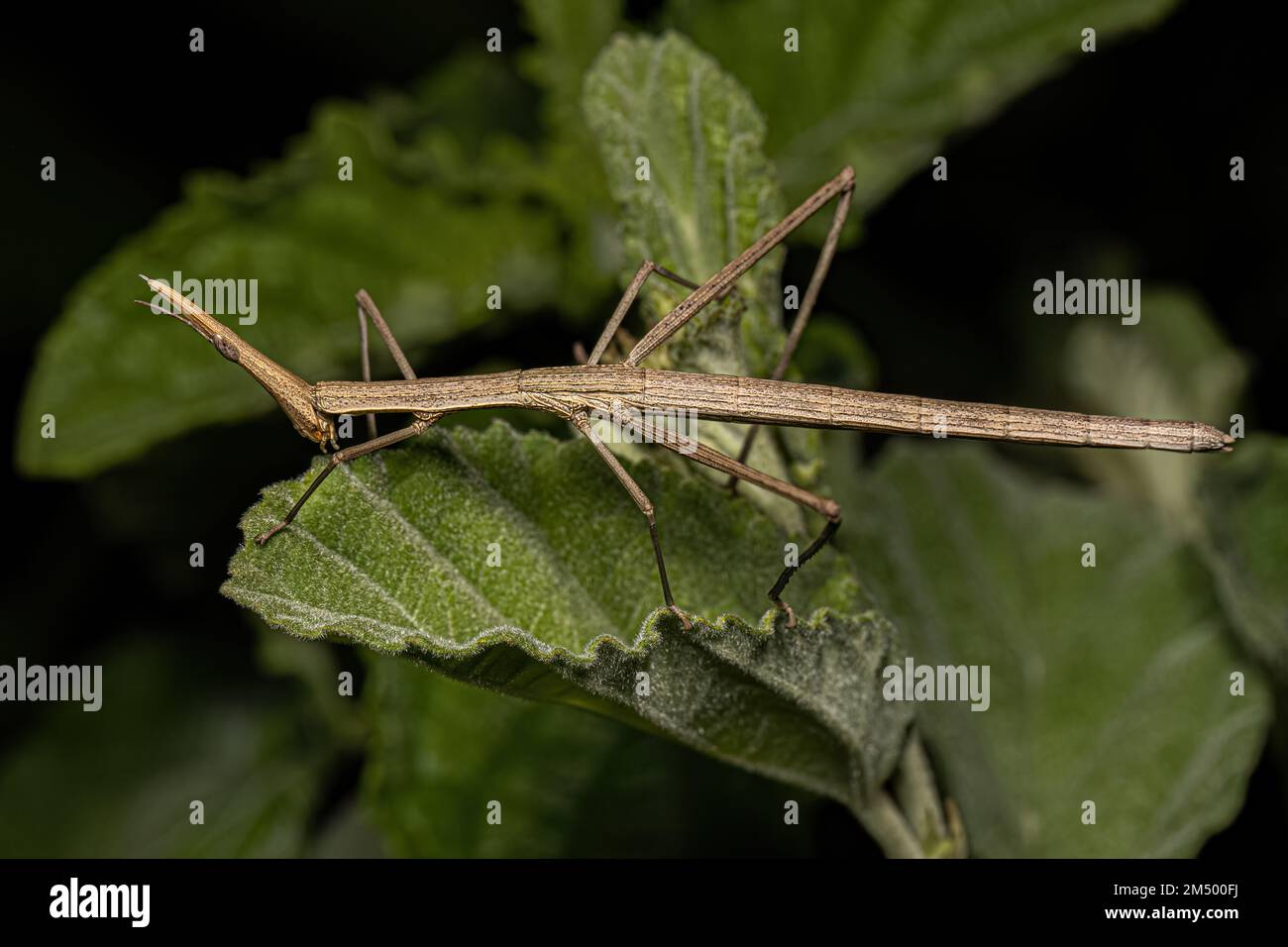 Neotropical Stick Grasshopper of the Family Proscopiidae Stock Photo ...