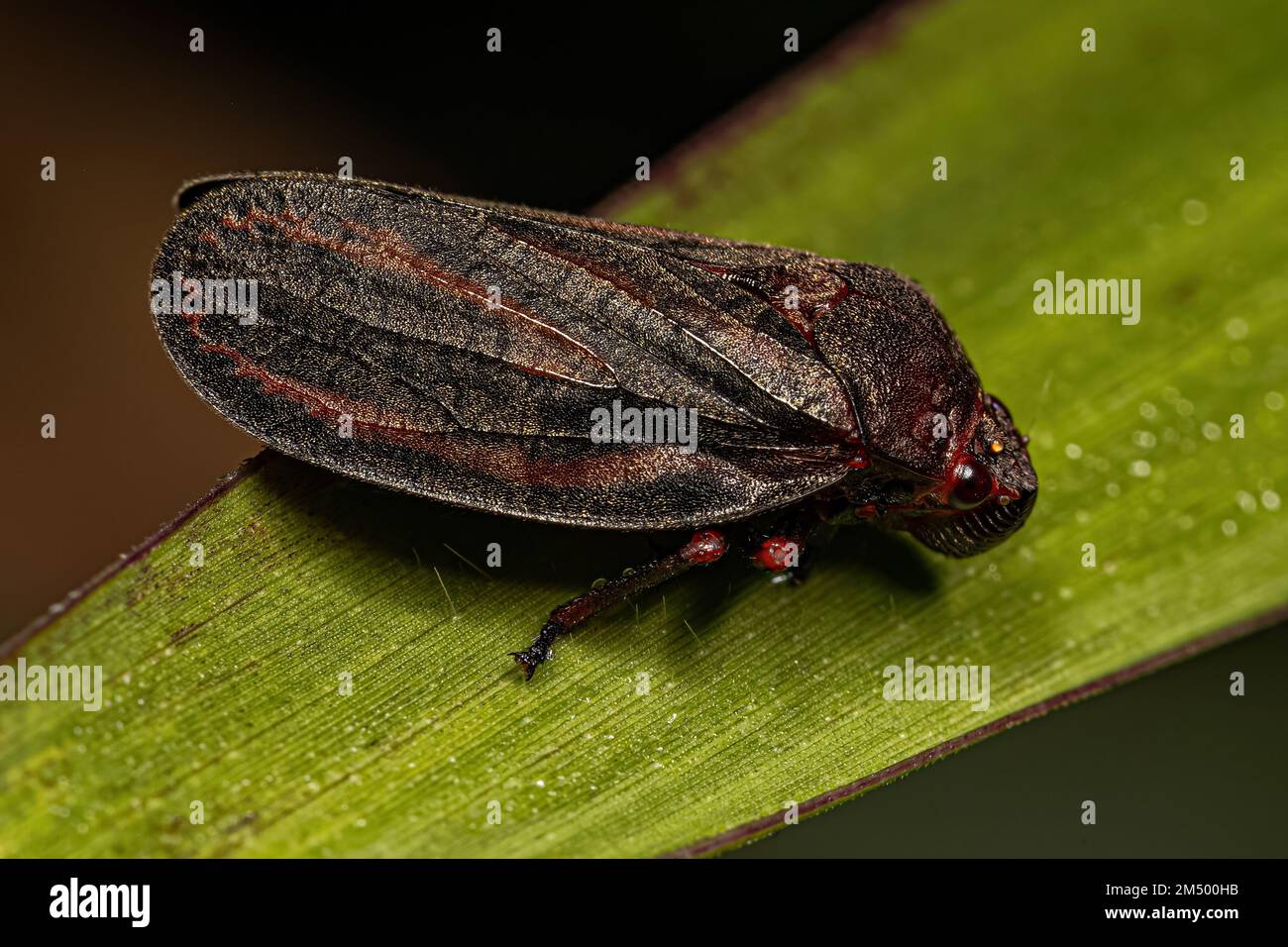 Adult Froghopper Insect of the Family Cercopidae Stock Photo - Alamy