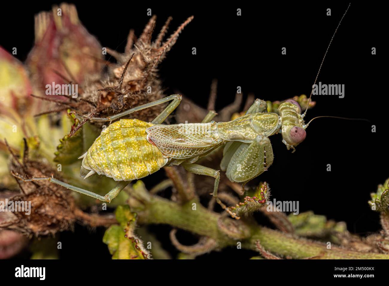 Adult female mantis hi-res stock photography and images - Alamy