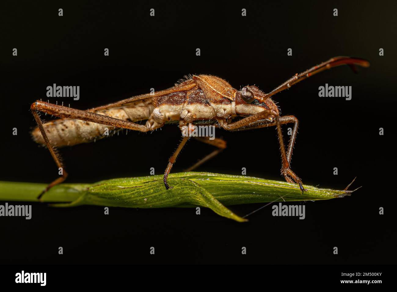 Adult Male Broad headed Bug of the Species Neomegalotomus parvus Stock ...