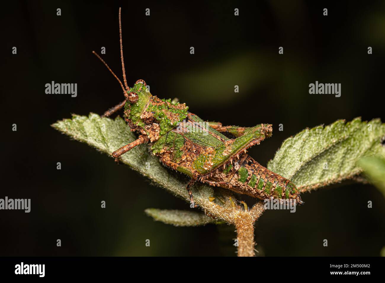 Short-horned Grasshopper Insect of the Genus Ommexecha Stock Photo - Alamy