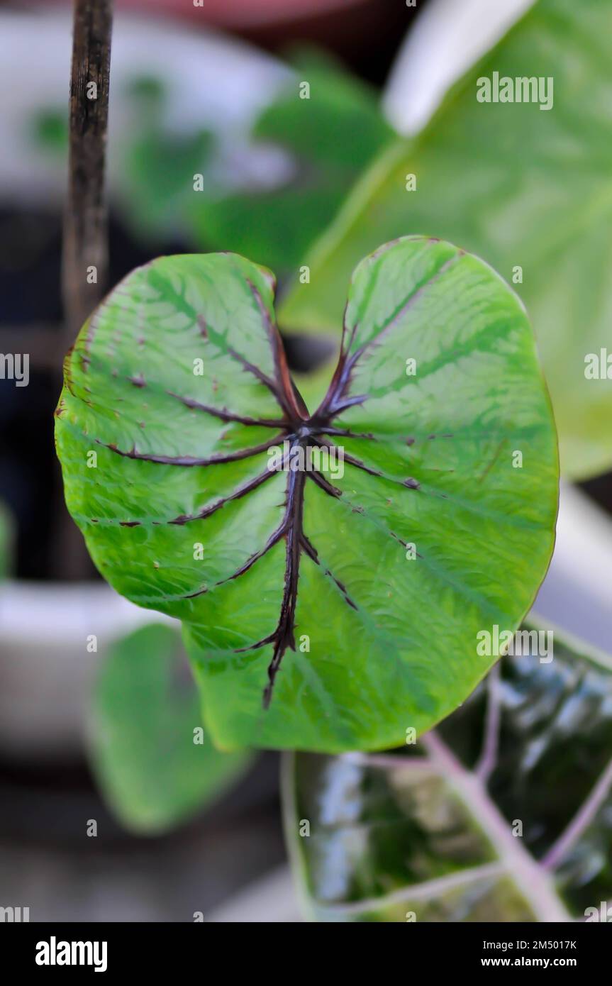 Colocasia Pharaohs Mask , Pharaohs mask elephant ear or Colocasia plant ...