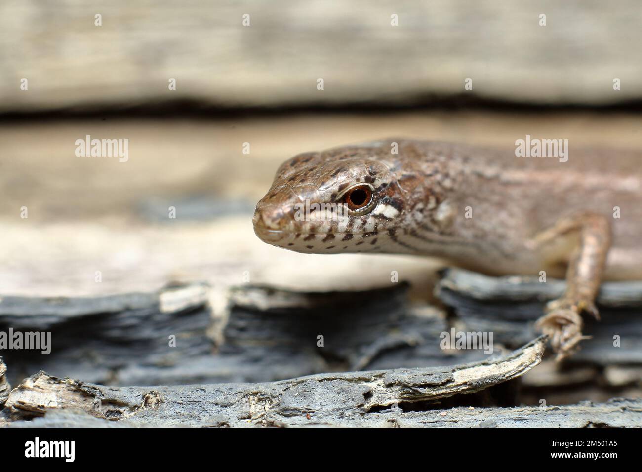 Common Australian garden Skink (Lampropholis guichenoti), head macro ...