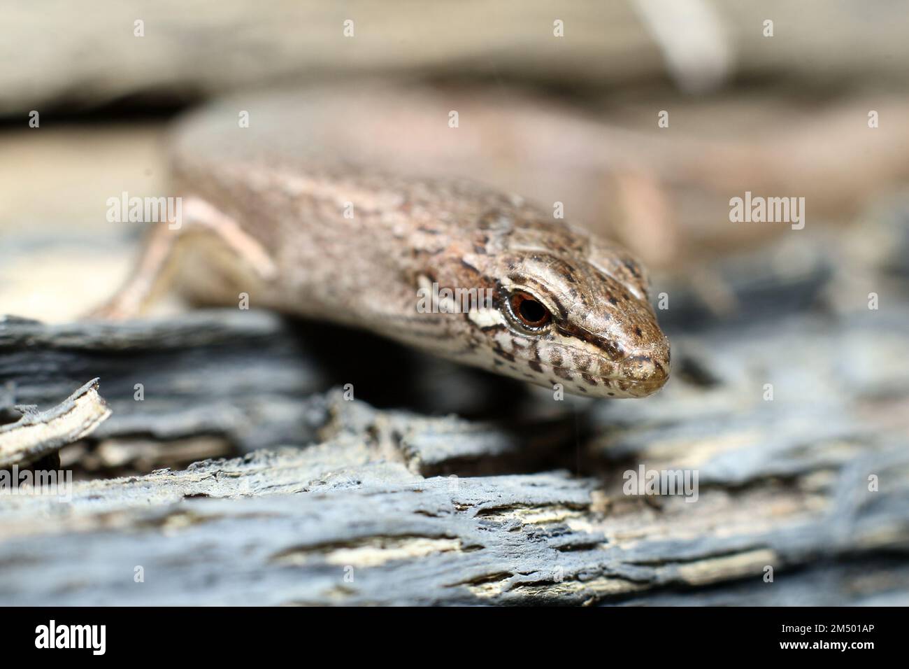 Common Australian garden Skink (Lampropholis guichenoti), head macro ...